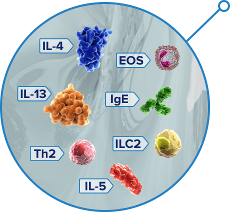 Type 2 Inflammation in Eosinophilic Esophagitis (EoE)